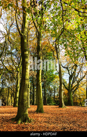 Fallen tree in European beech (Fagus sylvatica) forest, Stuzica ...