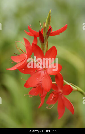 Hesperantha coccinea,schizostylis coccinea,red,flower,flowers,flowering ...