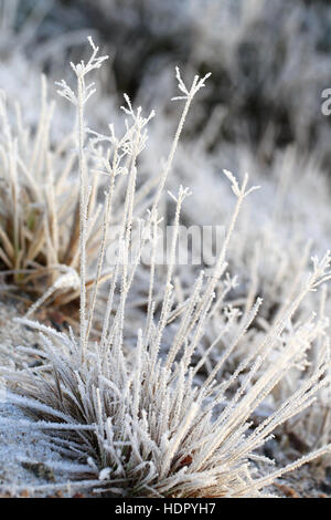 Hoar Frost Crystals In Grass Stock Photo - Alamy