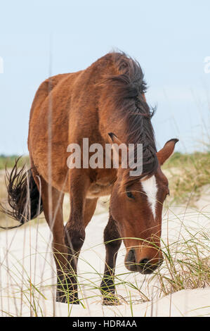 Currituck National Wildlife Refuge, Carova Beach Park , Outer Banks ...