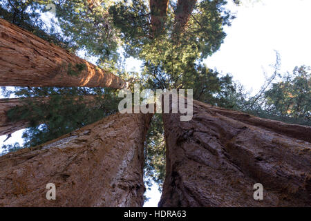 looking up perspective of a grouping of giant sequoias in the Sequoia ...