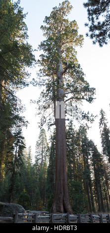 Wide view of tall Sequoia California Redwood trees looking up to the ...