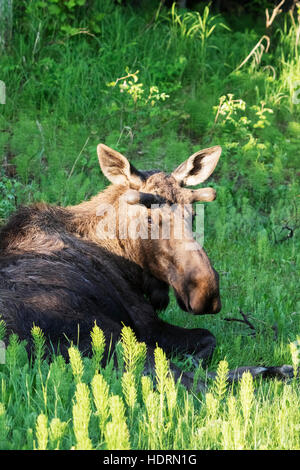 Moose in the spring Stock Photo - Alamy