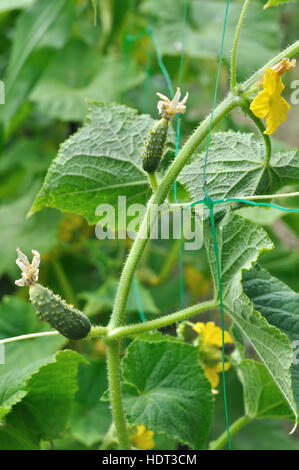 close-up of ripening cucumber in the vegetable garden at the summertime ...