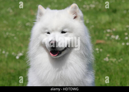 Samoyed, male dog, 6 years, North Rhine-Westphalia, Germany Stock Photo ...