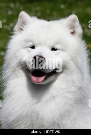 Samoyed, male dog, 6 years, North Rhine-Westphalia, Germany Stock Photo ...