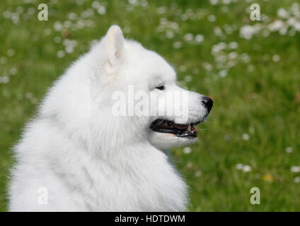 Samoyed, male dog, 6 years, North Rhine-Westphalia, Germany Stock Photo ...