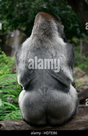 Gorilla (Gorilla), rear view Stock Photo - Alamy