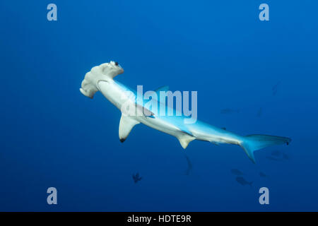 Scalloped Hammerhead Shark (Sphyrna lewini). Two individuals swimming ...
