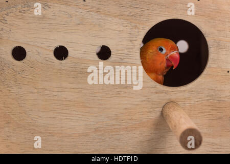 Double Yellow Lovebird in white background Stock Photo - Alamy
