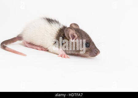 Brattleboro rat, Lab Rat on white background Stock Photo - Alamy
