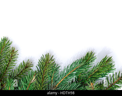 Spruce tree branch with green needles covered with deep snow and ...