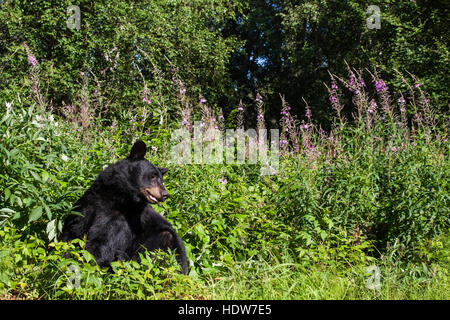 Side view of Black bear sitting up Stock Photo: 132119910 - Alamy