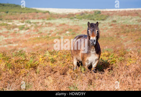 Exmoor Somerset England Pony Stock Photo - Alamy