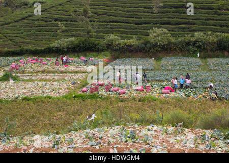 Cabbage field in Ooty Stock Photo - Alamy