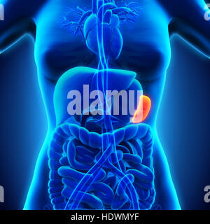 Physiology and anatomy of the human stomach. The stomach is the portion ...