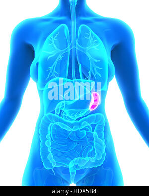 Illustration of Female spleen anatomy Stock Photo - Alamy