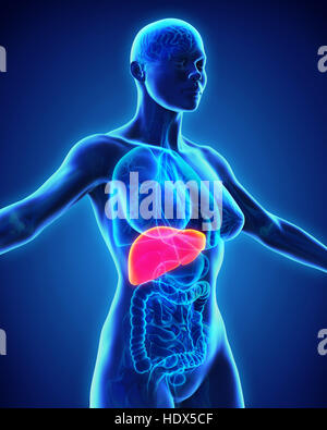 Illustration of Female liver anatomy Stock Photo - Alamy