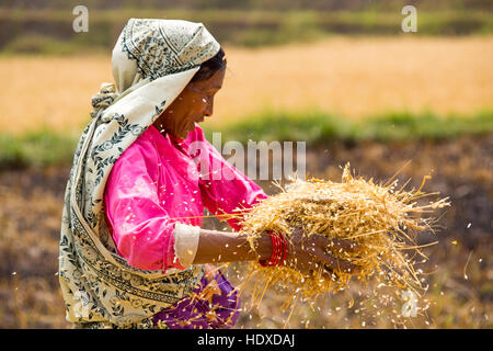 Woman sifting grain near Kathmandu, Nepal Stock Photo - Alamy