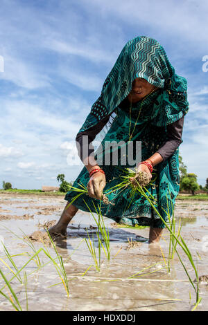 Planting rice in the Terai region of Nepal Stock Photo - Alamy