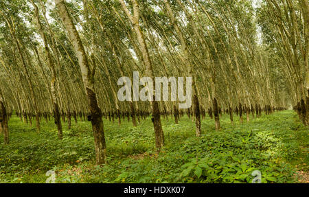 Rubber tree plantations, Ivory Coast Stock Photo - Alamy