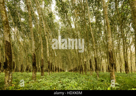 Ivory Coast, Cote d'Ivoire. Rubber Plantation. Women place rubber tree ...