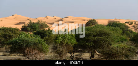 mauritania, tree, desert Stock Photo - Alamy