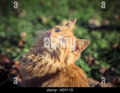 Red domestic tomcat among the grass and leaves Stock Photo - Alamy