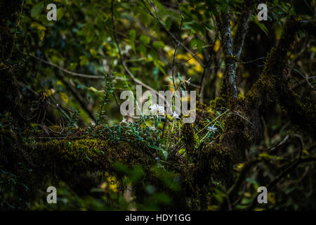 dendrobium christyanum Wild orchid in Thailand Stock Photo - Alamy