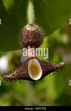 Aristolochia ridicula in flower, Brazilian pipevine Stock Photo - Alamy