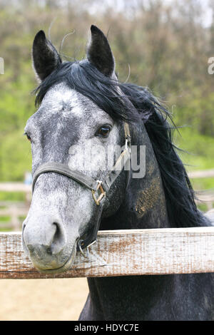 Beautiful shot of horses in early morning fog at dawn on a cold but ...