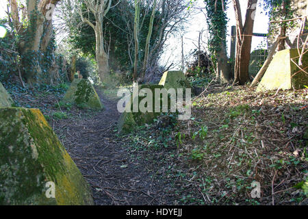 Dragons teeth, concrete anti-tank obstacles, still remaining on Chesil ...
