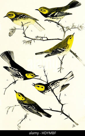 A comprehensive guide to the species of warblers found in North America ...