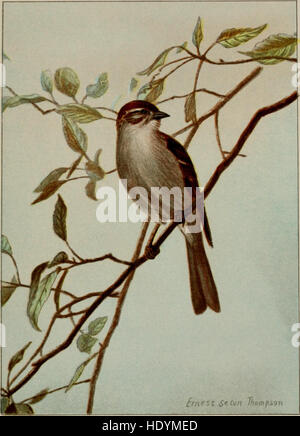 A 1900 guide dedicated to the study of common birds, providing ...
