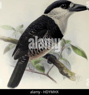 This 1882 monograph focuses on the jacamars and puff-birds, species in ...