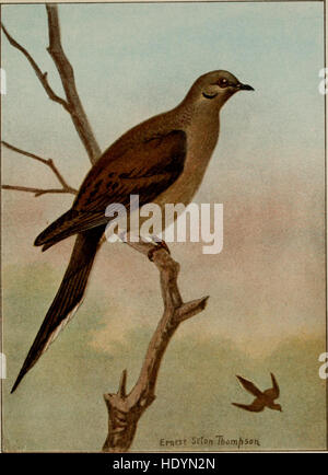 This 1900 guide provides an introduction to the study of common birds ...