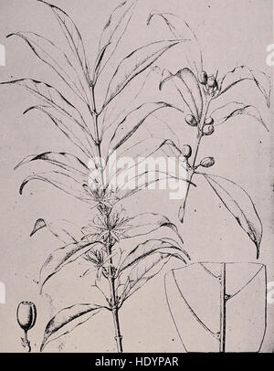 A 1925 monograph examining the economic species of the genus Coffea ...