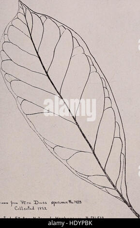 A 1925 monograph examining the economic species of the genus Coffea ...