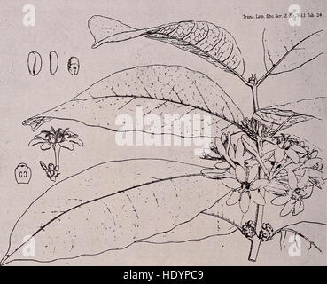 *Coffee* (1925) is a detailed monograph on the economic species of the ...