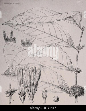 *Coffee* (1925) provides an in-depth study of the Coffea genus ...