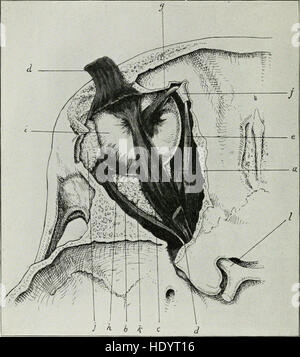 This dictionary includes detailed entries on the Orchids, specifically ...