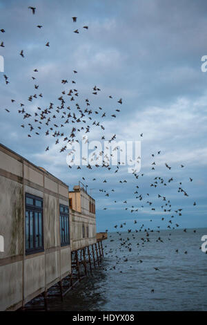 Starlings flying underneath the Royal Pier Arcade at dusk, Aberystwyth ...