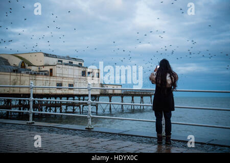 Starlings flying underneath the Royal Pier Arcade at dusk, Aberystwyth ...