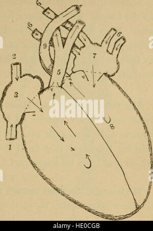 This 1889 textbook covers anatomy, physiology, hygiene, alcohol, and ...