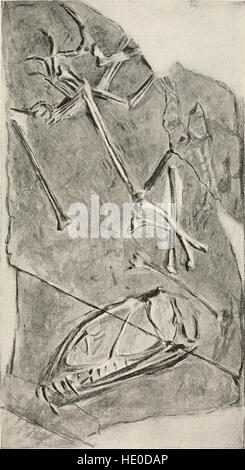 'Evolution and Animal Life' (1907) presents an introduction to the ...