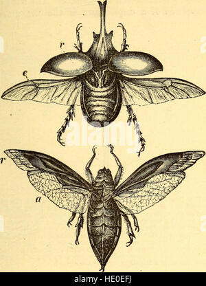 Animal Locomotion explores the movement of animals through walking ...