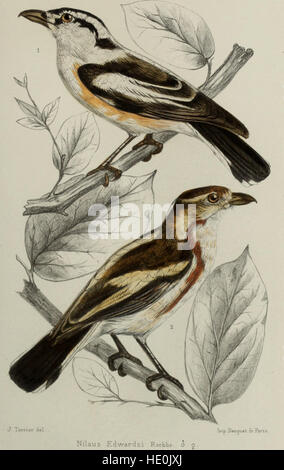 A zoological study on the fauna of the Senegal River region in West ...