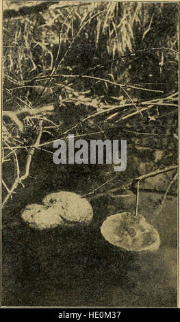 This 1935 issue of 'The Canadian Field-Naturalist' covers various ...