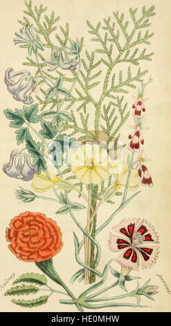 This work explores the symbolism of flowers and their meanings ...