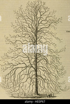 This comprehensive guide to British trees and shrubs features both ...